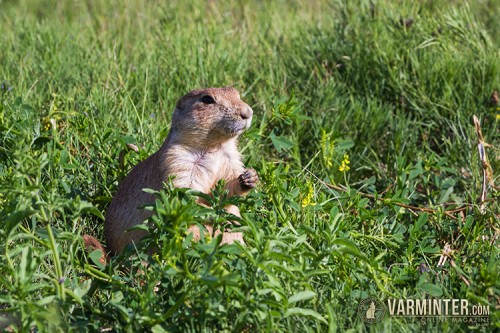 New Mexico Prairie Dog Hunting with an Airgun | Varminter Magazine