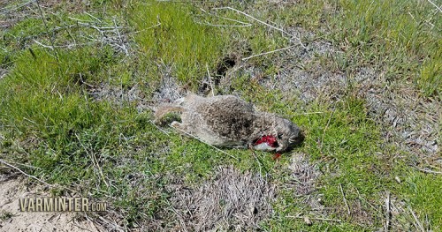 Savage Rascal 22 Long Rifle Review and Hunt Report | Varminter Magazine