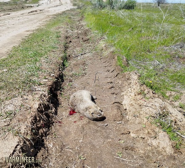 Savage Rascal 22 Long Rifle Review and Hunt Report | Varminter Magazine