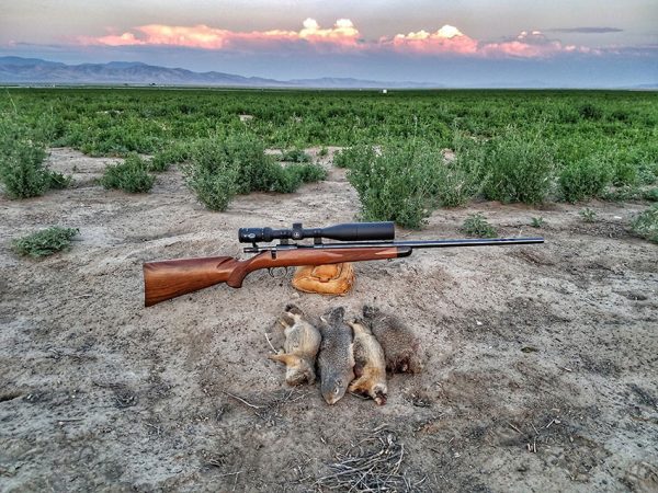 Hunting with the Hornady 218 Bee Factory Ammo | Varminter Magazine