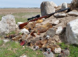 Hornady 6MM ARC Full Review and Hunt Report from a Varmint Hunter’s ...