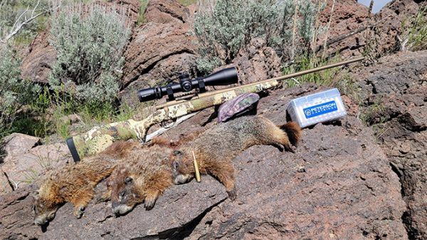 Varminter Magazine | Online Varmint Hunting Magazine